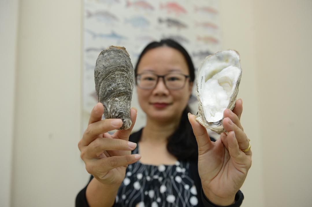 SERDANG : A species of oyster, the only one found in the world and at ...